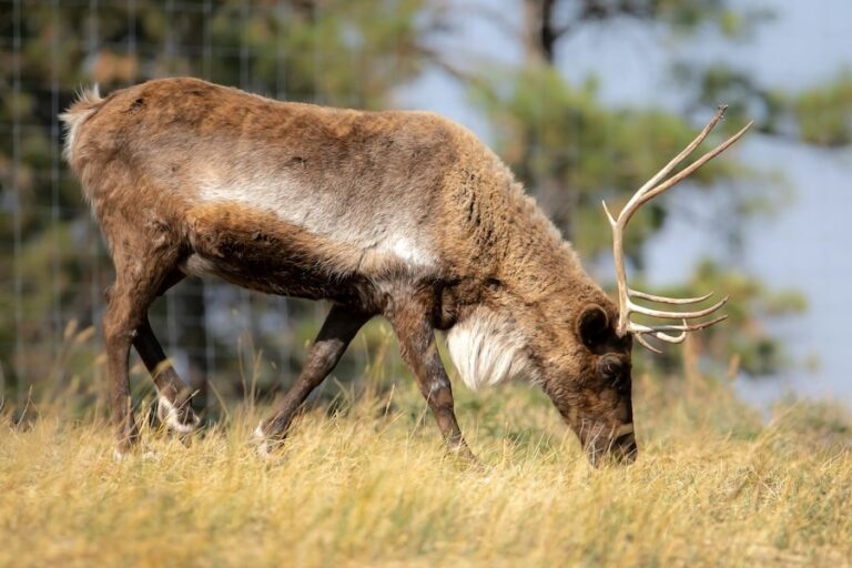 The History of Santa's Reindeer - Real Santa Letters